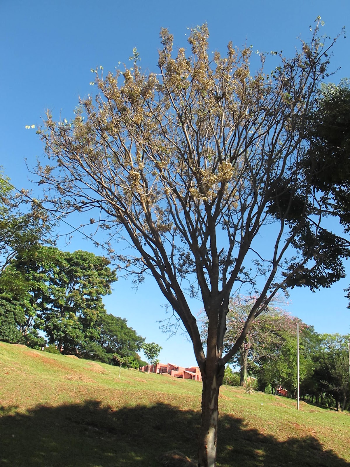 Fabaceae - Leguminosae no Brasil: Fabaceae - Amburana cearensis ...