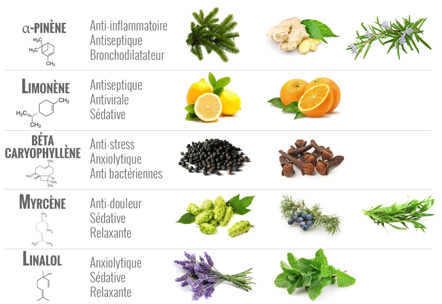 Terpenes Chart