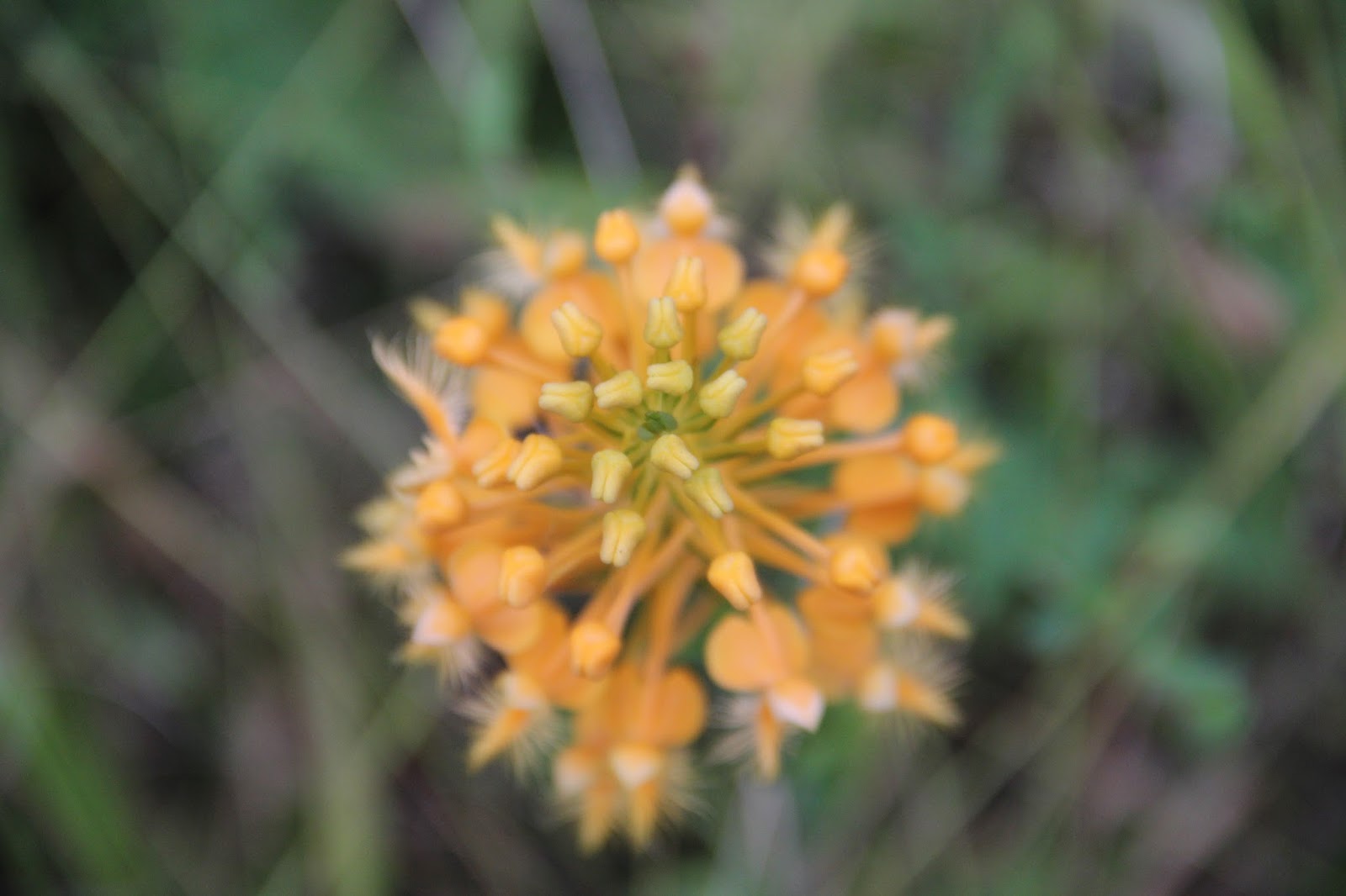 Hoot Owl Karma: Home Again - Yellow Fringed Orchids and Carolina Lilies