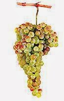 TORRONTÉS - SALTA - ARGENTINA