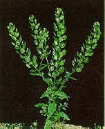 EastEnders Unleashed: Plants of the Week