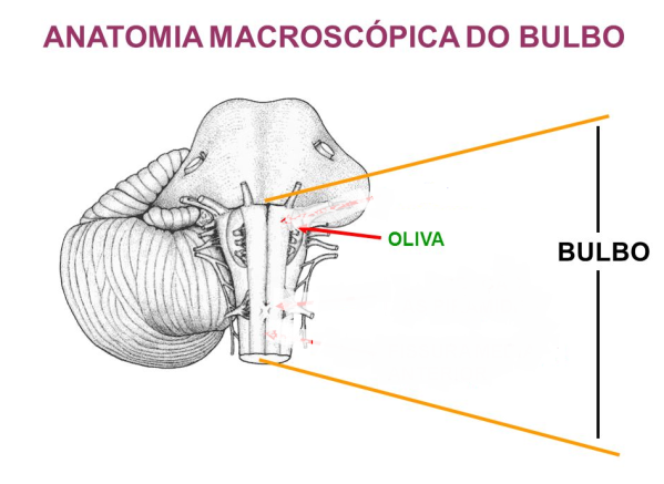 Atividades Teórico-práticas em Metabolismo e Morfofisiologia : Cerebelo ...