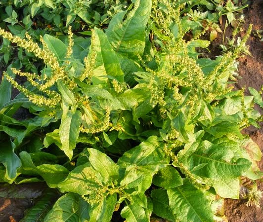 About Health: Yellow dock