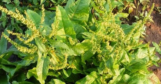 About Health: Yellow dock