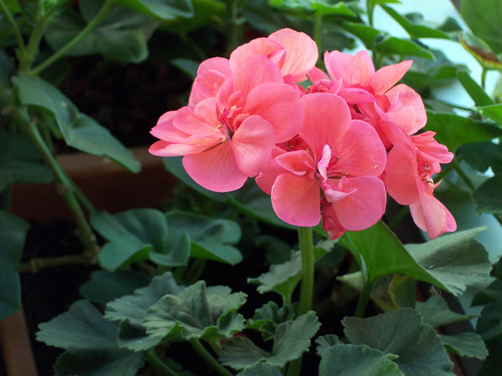 Imágenes de flores y plantas: Geranio