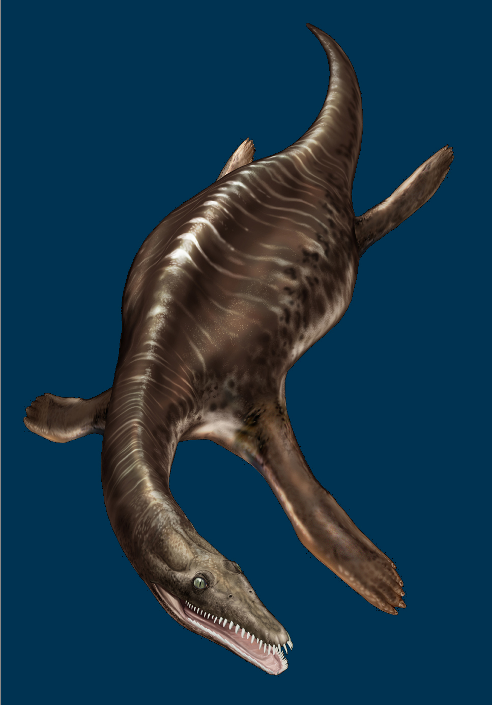 Theropoda: Bobosaurus: il più antico plesiosauro era italiano?