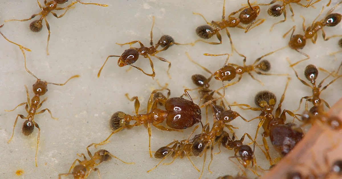 The Pheidole megacephala Compendium: How to identify Pheidole megacephala