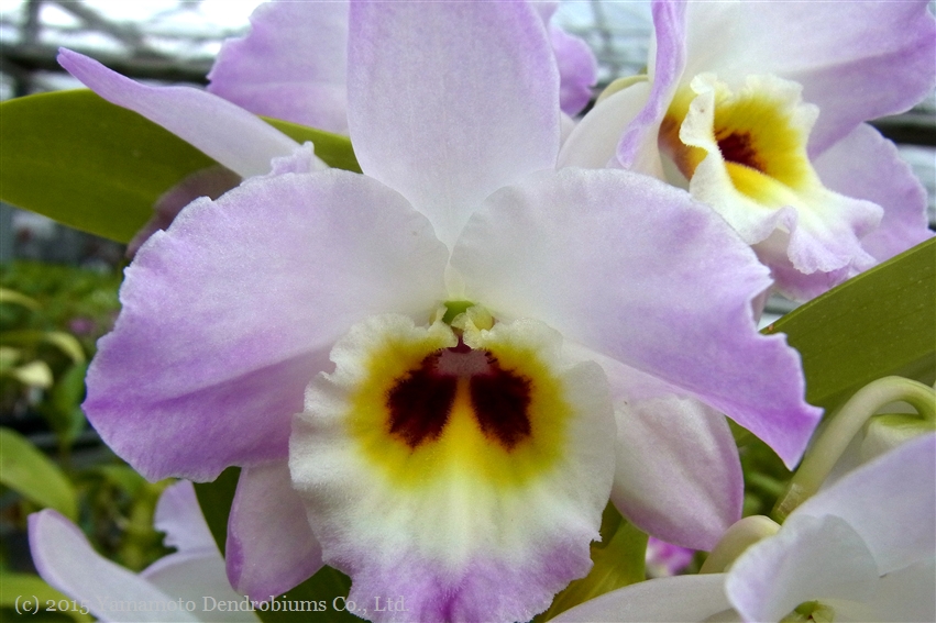 Den. Pink Doll ‘Elegance’ ピンクドール‘エレガンス’ | Dendrobium Blog