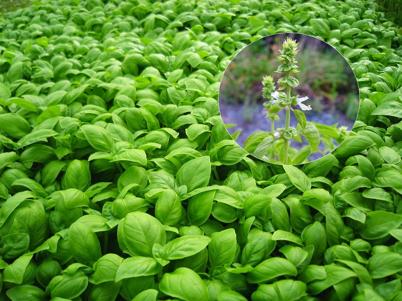 Farmacia Naturii – Plante şi Remedii Naturale