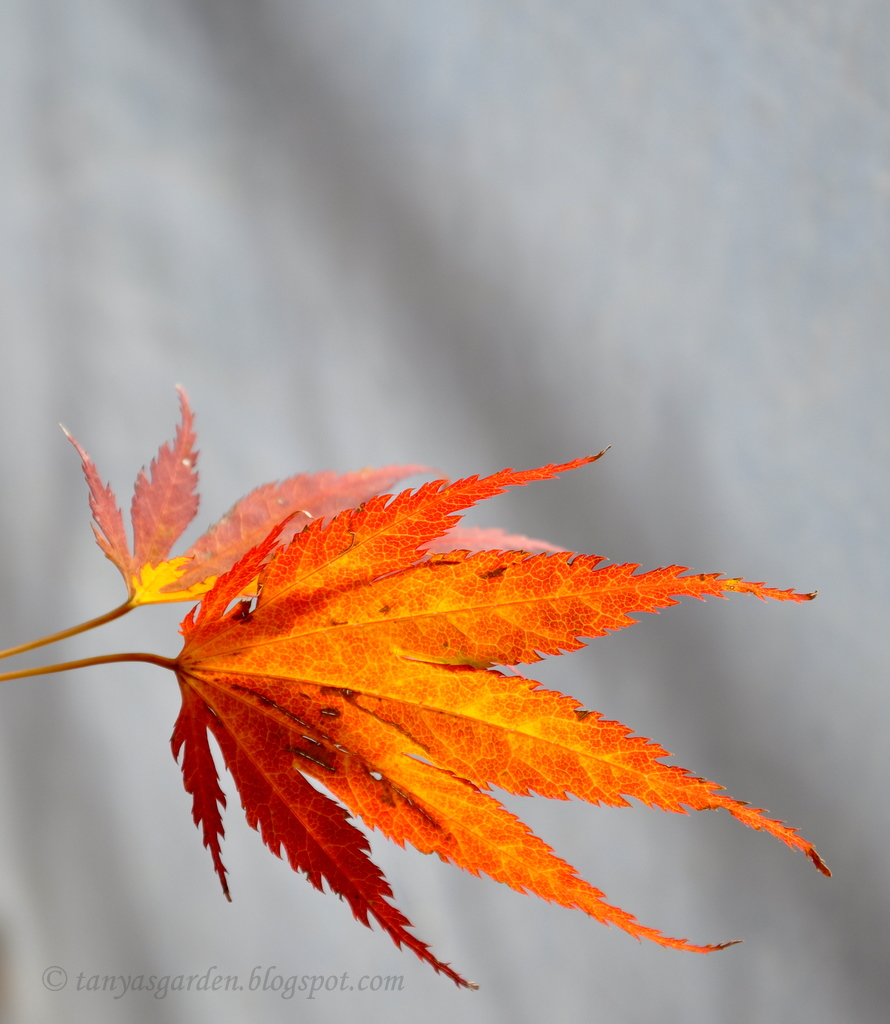 MySecretGarden: Japanese Maples. Picture Gallery