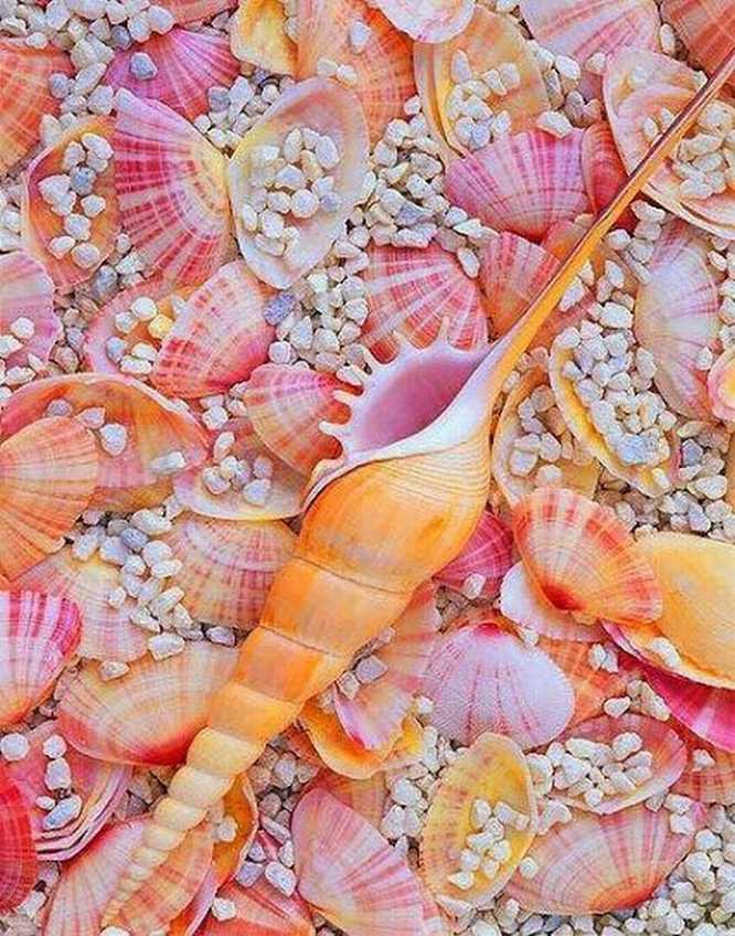 Las Fotos Mas Alucinantes: conchas