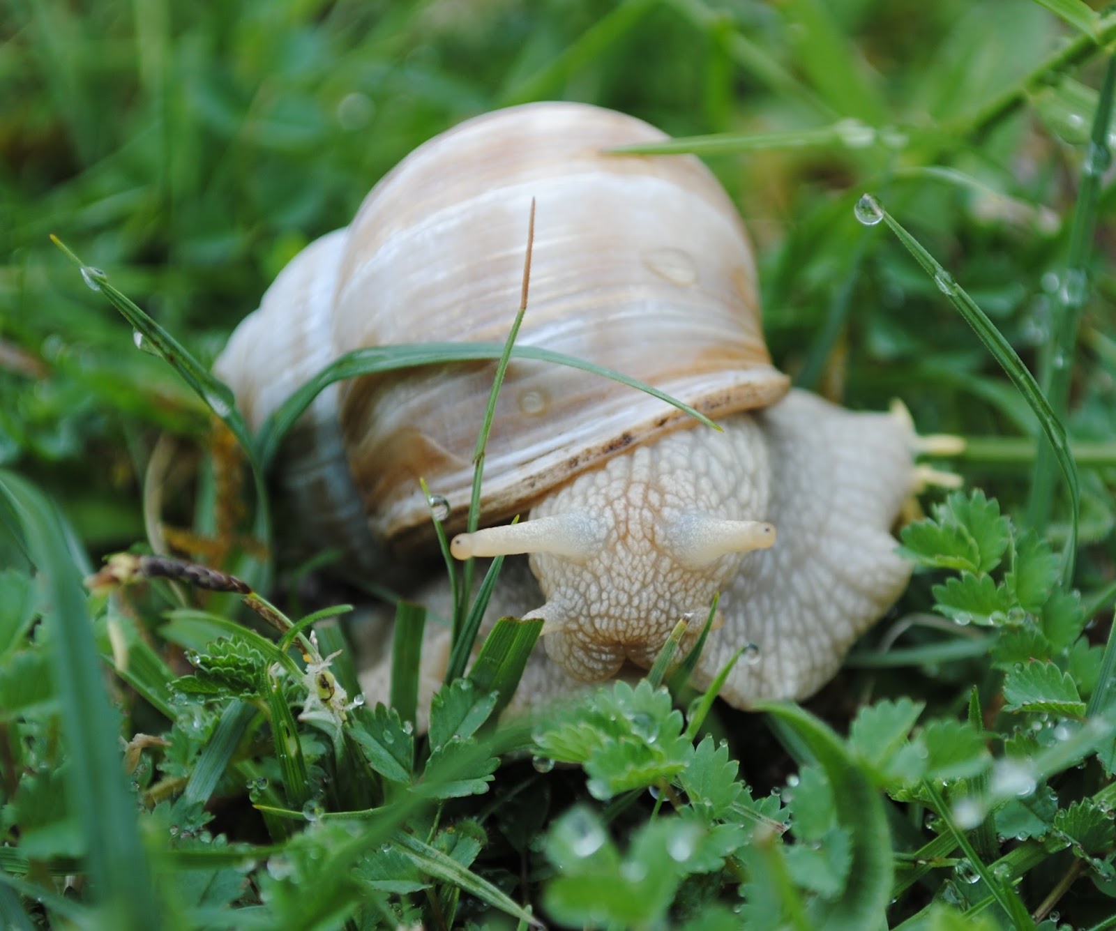Bug Mad Girl: Roman snails and white helleborines