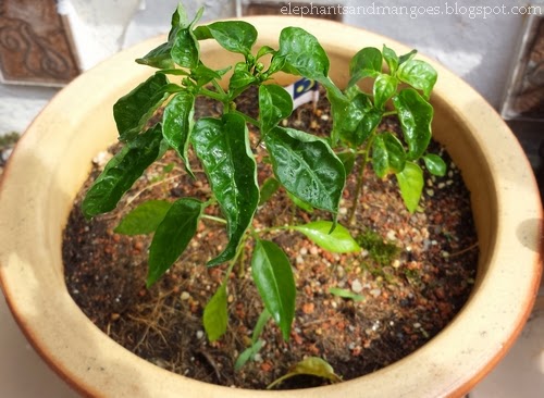 The Progress Of My Cili Padi Plant | Elephants & Mangoes