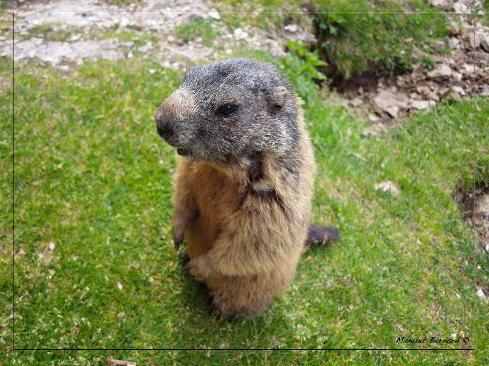 NATURAL WORLD: ...E CI SONO LE MARMOTTE CHE CONFEZIONANO LA CIOCCOLATA....