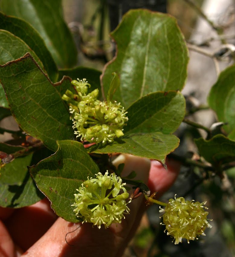 Toowoomba Plants: Barbed Wire Vine