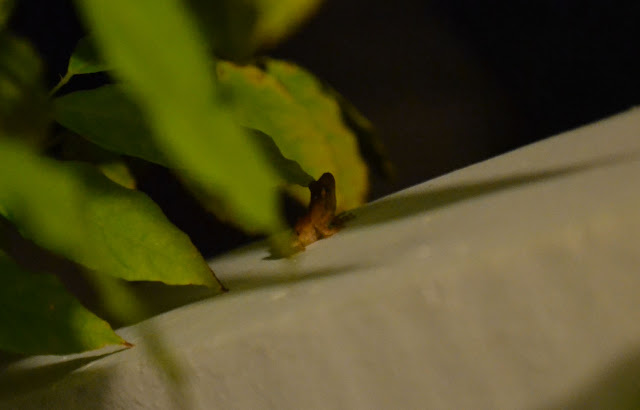 Woods Walks and Wildlife: Creatures of the Night: A Peeper on my Porch ...