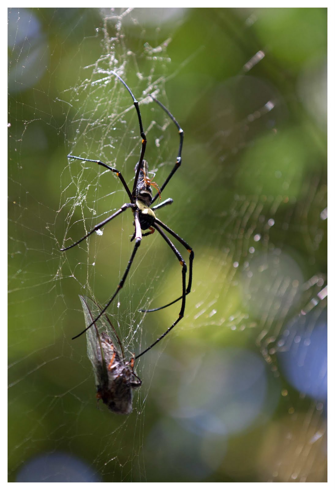 To Taiwan and Back Again...: Taipei Zoo & Taipei 101