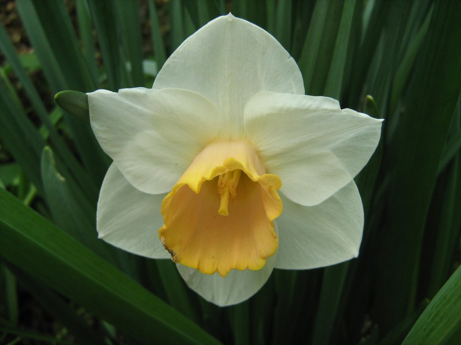 Plant Profiles: Daffodils