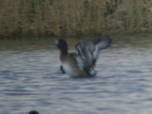Birding North Unst: 1st December 2012 Newhaven Harbour, Beachy & West ...