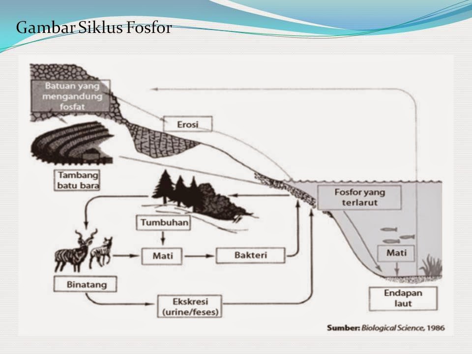 Pengertian Fosfor | Pengertian ILMU