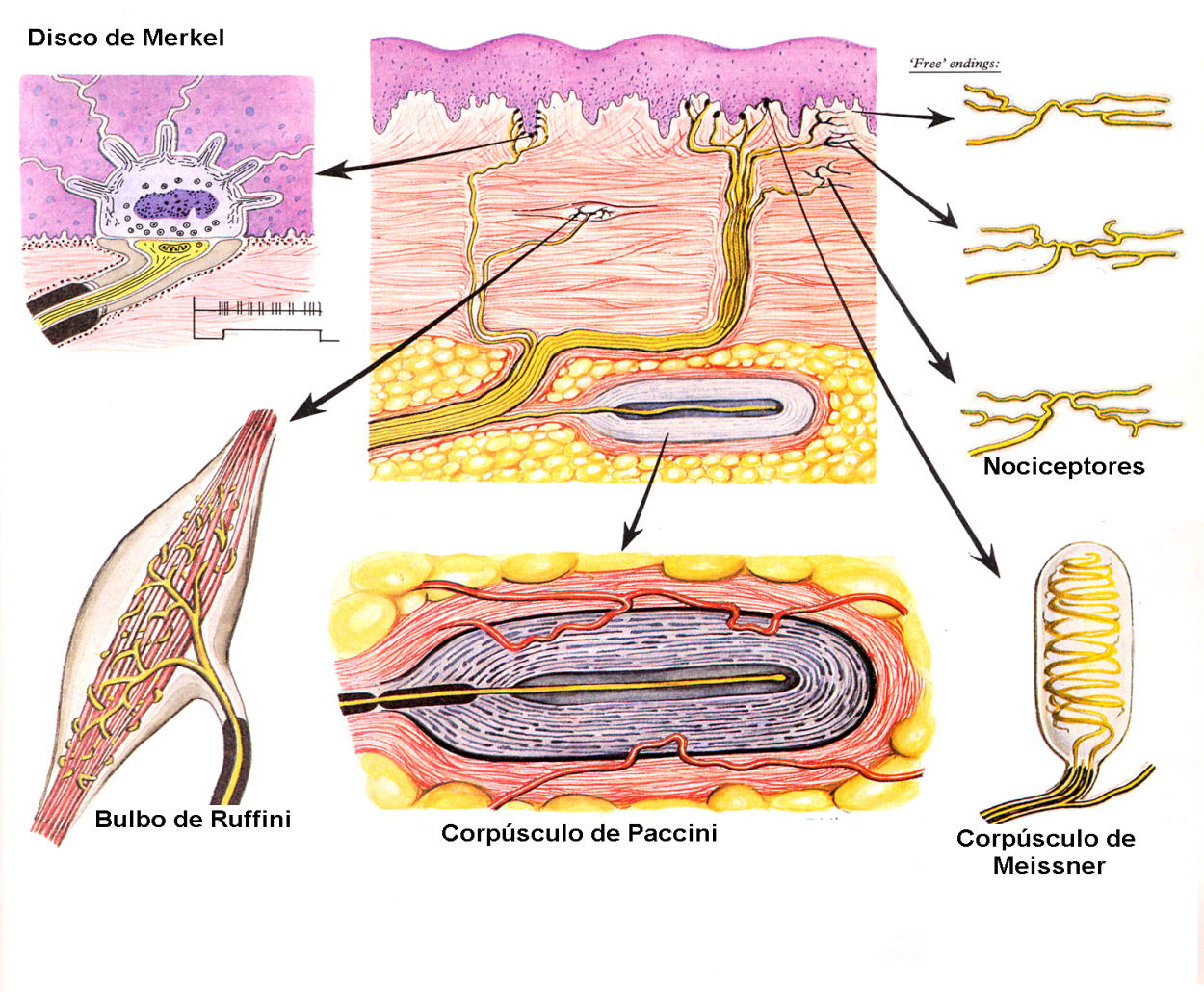 Te interesa esto Greira: La columna vertebral