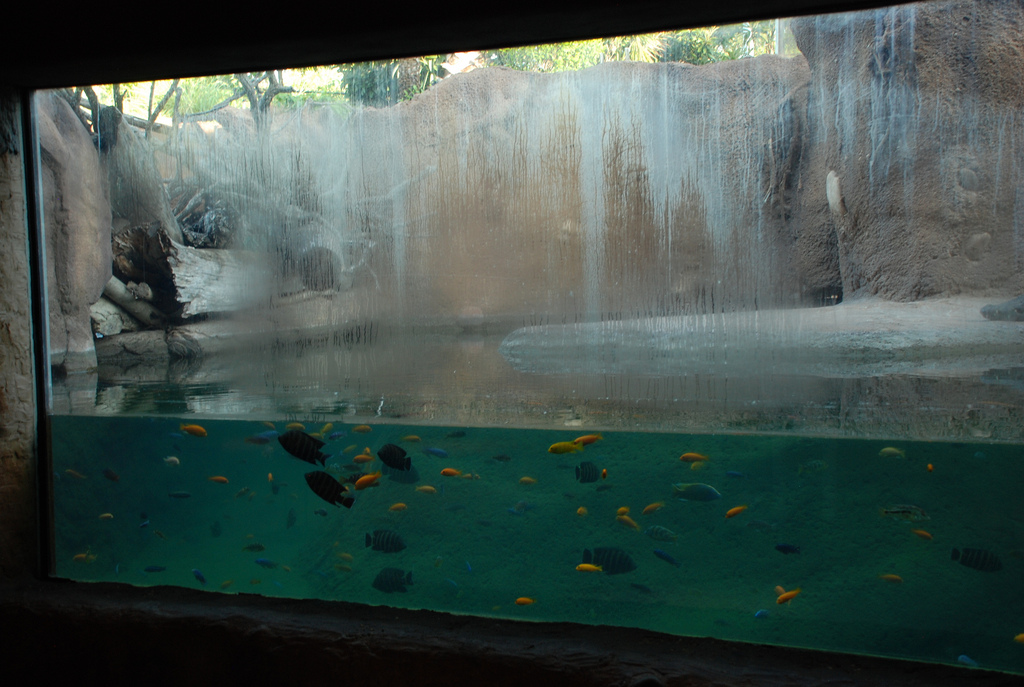 The Circus "NO SPIN ZONE": San Antonio Zoo New Hippo Exhibit in "Africa ...