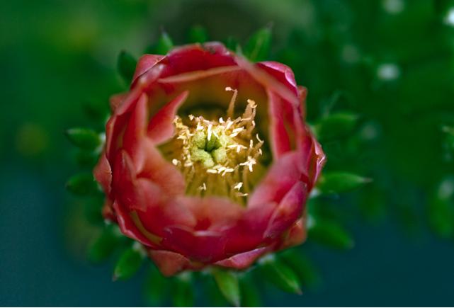 SANLUISsazo: FLOR DE TUNA