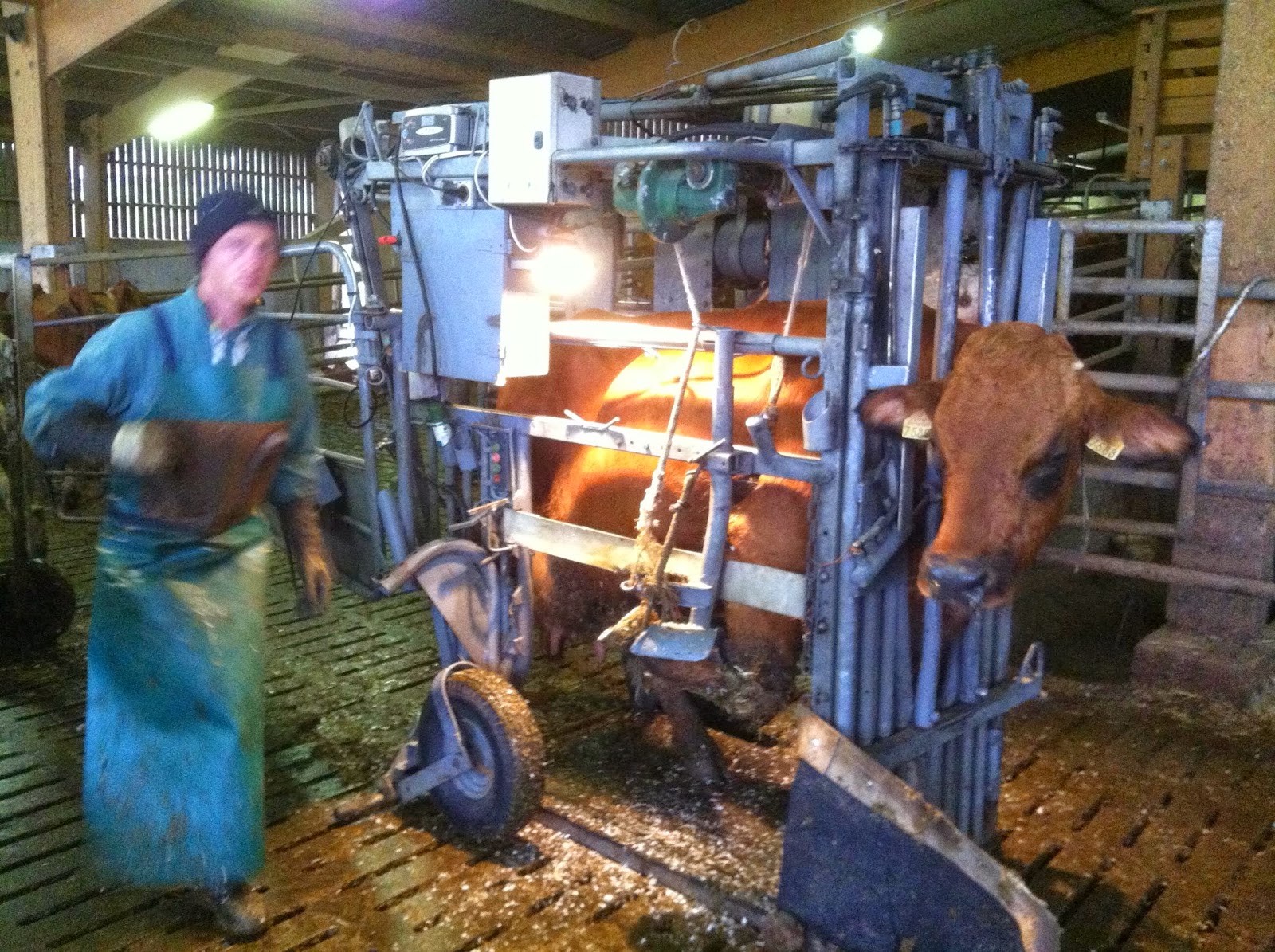 La Tarine, petite race parmi les grandes: Le Parage à Reinach