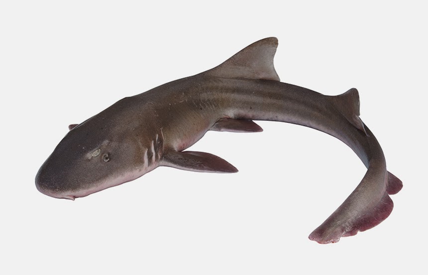 Cazón ~ EL SAUCE seafood