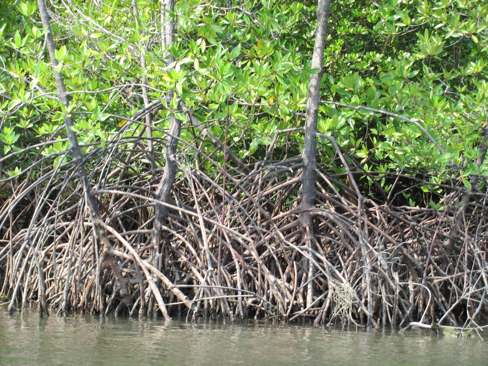 Mark McGinley's Fulbright in Malaysia: Mangroves