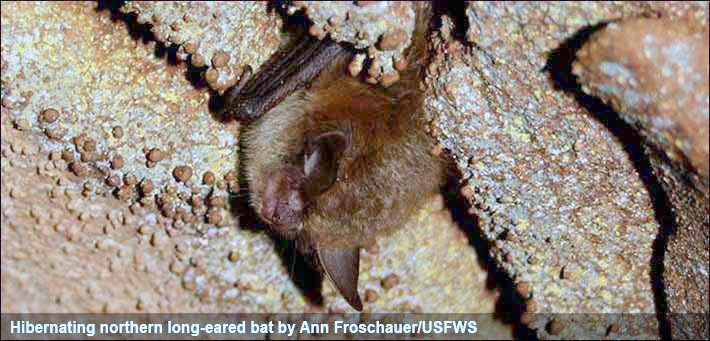 Northern Long-Eared Bat (Myotis septentrionalis)