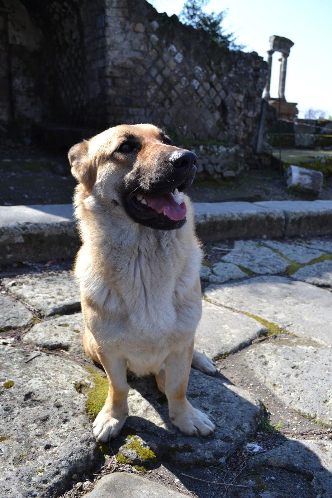 elephants & chevron: What to do in Pompeii
