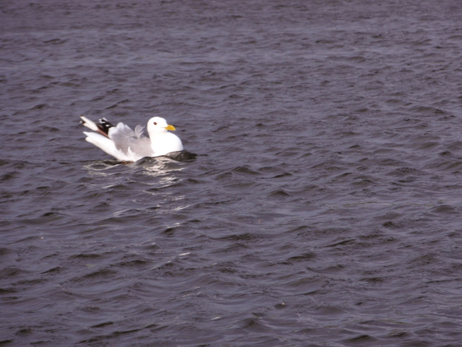 Annen jutut: KALALOKKI larus canus
