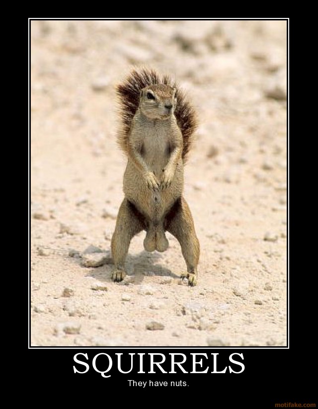 Picture Gallery: Cheerful And Playful Squirrels Funny Pictures