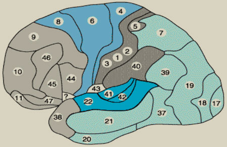 Delírios Sobre Educação: As áreas de Brodmann