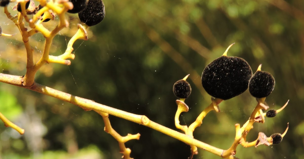 Fabaceae - Leguminosae no Brasil: Fabaceae - Dialium guineense Willd.
