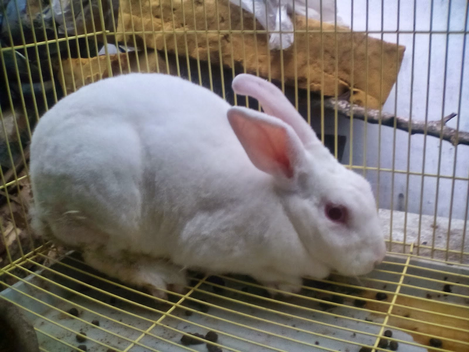 Palagan Rabbit Multifarm Yogyakarta: jual flemish giant & rex rabbit