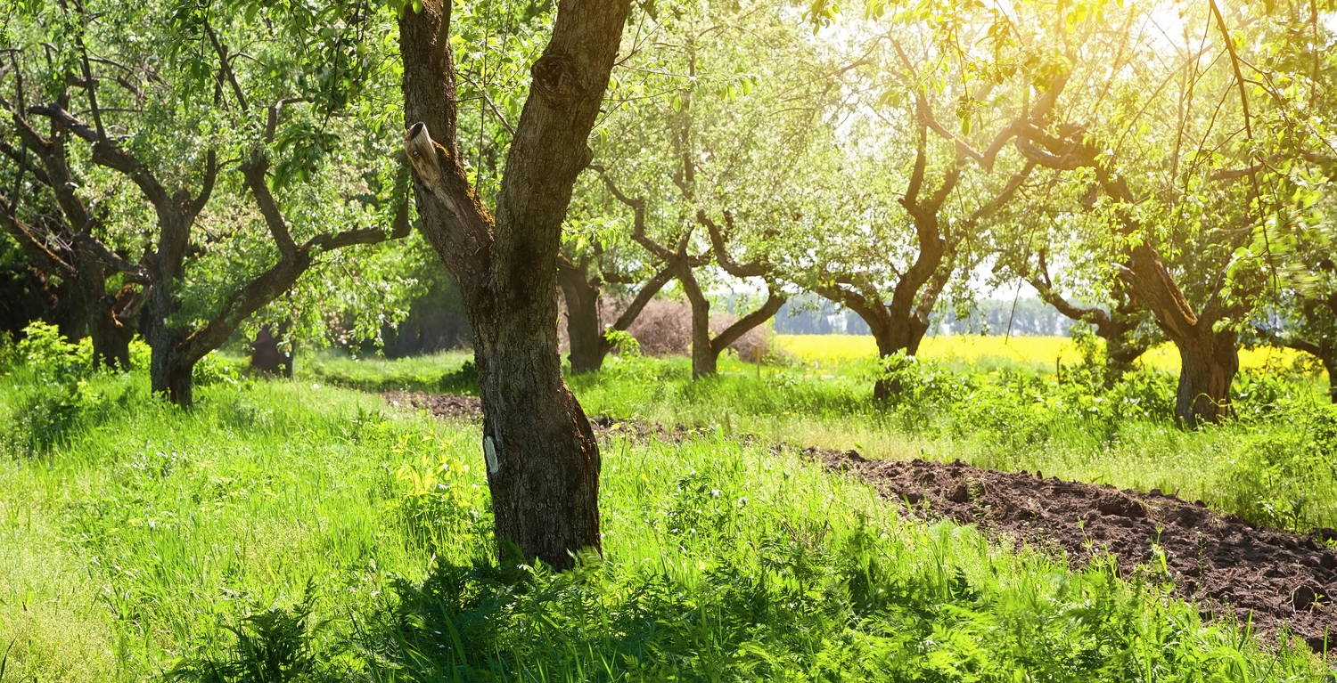 Patriot Power Greens™ Official Web Site: Arboriculture