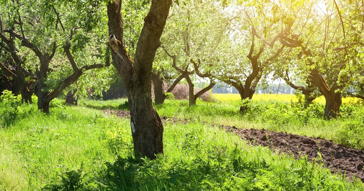 Patriot Power Greens™ Official Web Site: Arboriculture