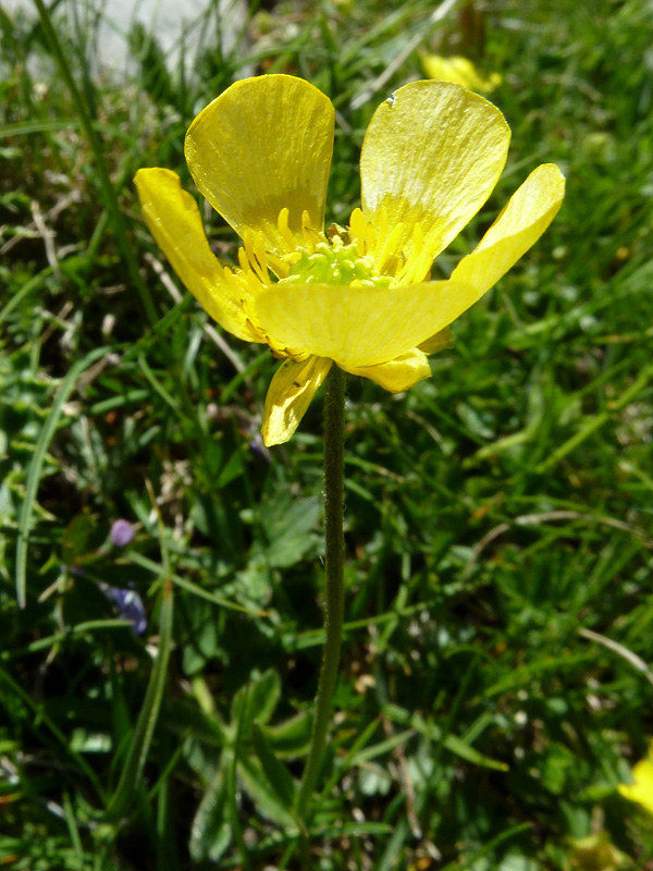 PASOS: Sestrales, 29 de junio