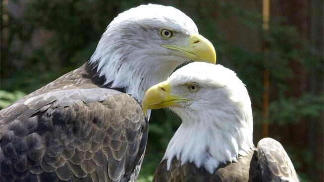 White Wolf : Bald Eagle web cam provides opportunity to watch eggs ...