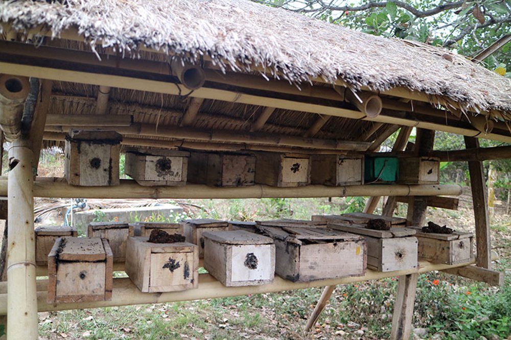 Ngobu Klanceng: BUDIDAYA LEBAH MADU TRIGONA SP
