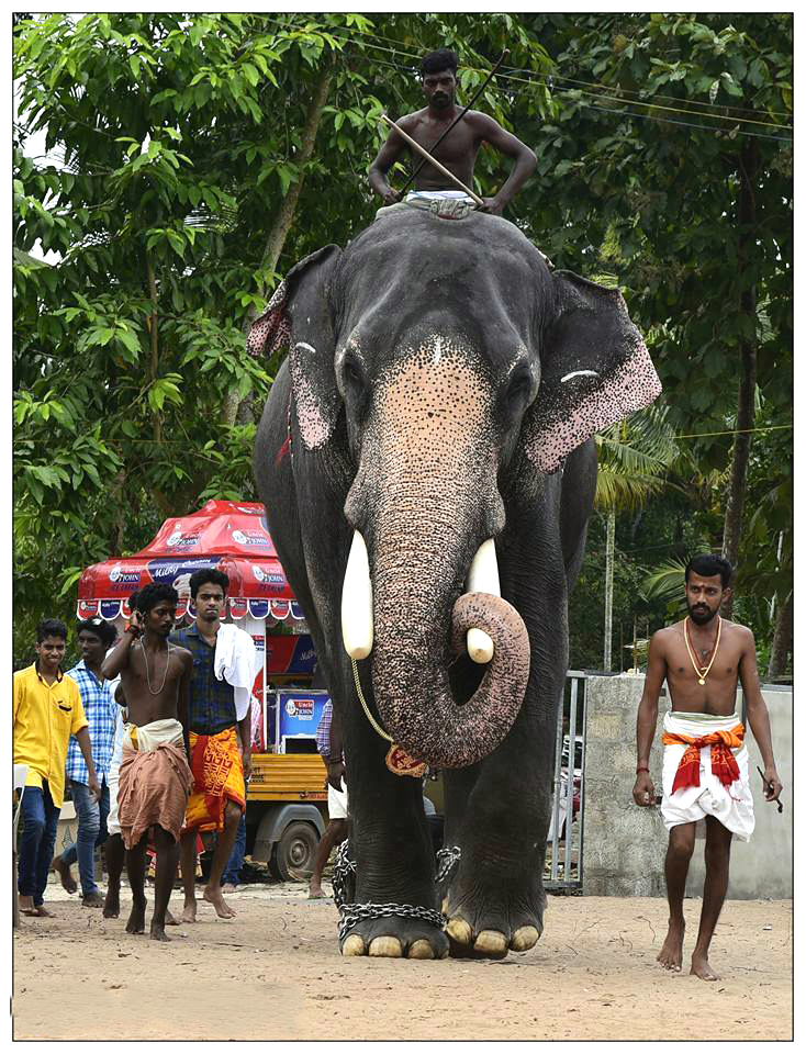 Chirakkal Kalidasan Photos - Chirakkal Kalidasan HD Images