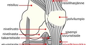 Kohti Kivuttomuutta: Tapaturmaperäinen polvikipu