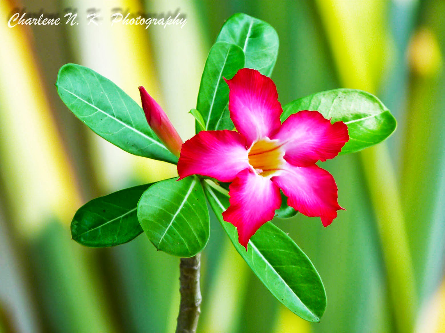 My Nature Photography: Adeniums from the Philippines
