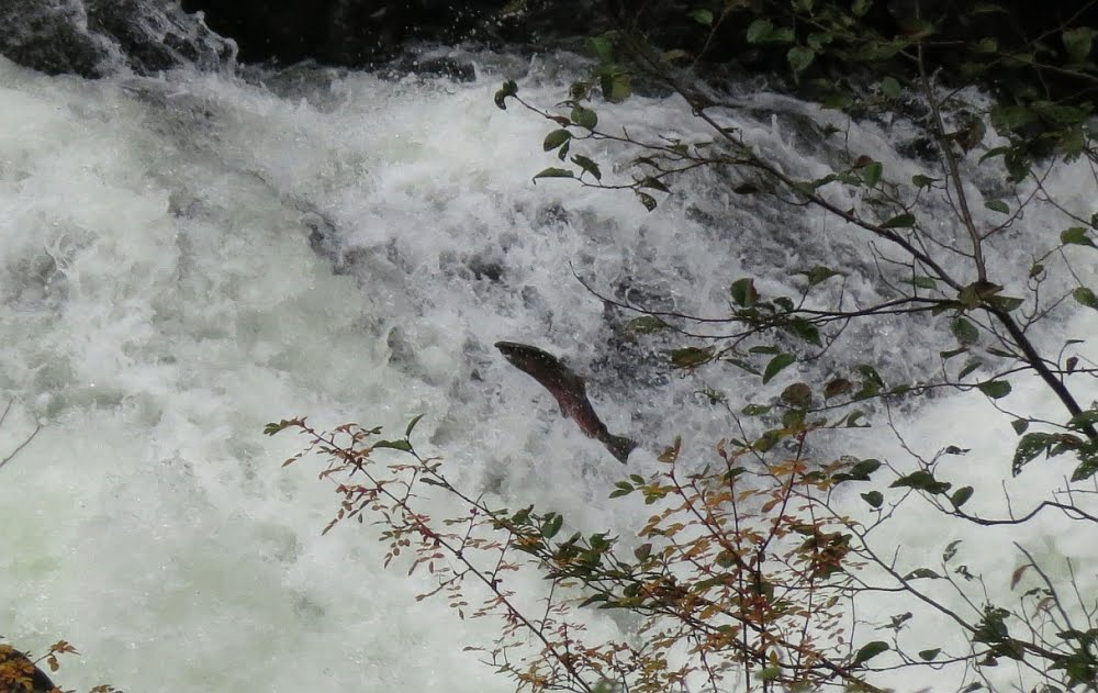Ocean In View: Life At Its Most Determined