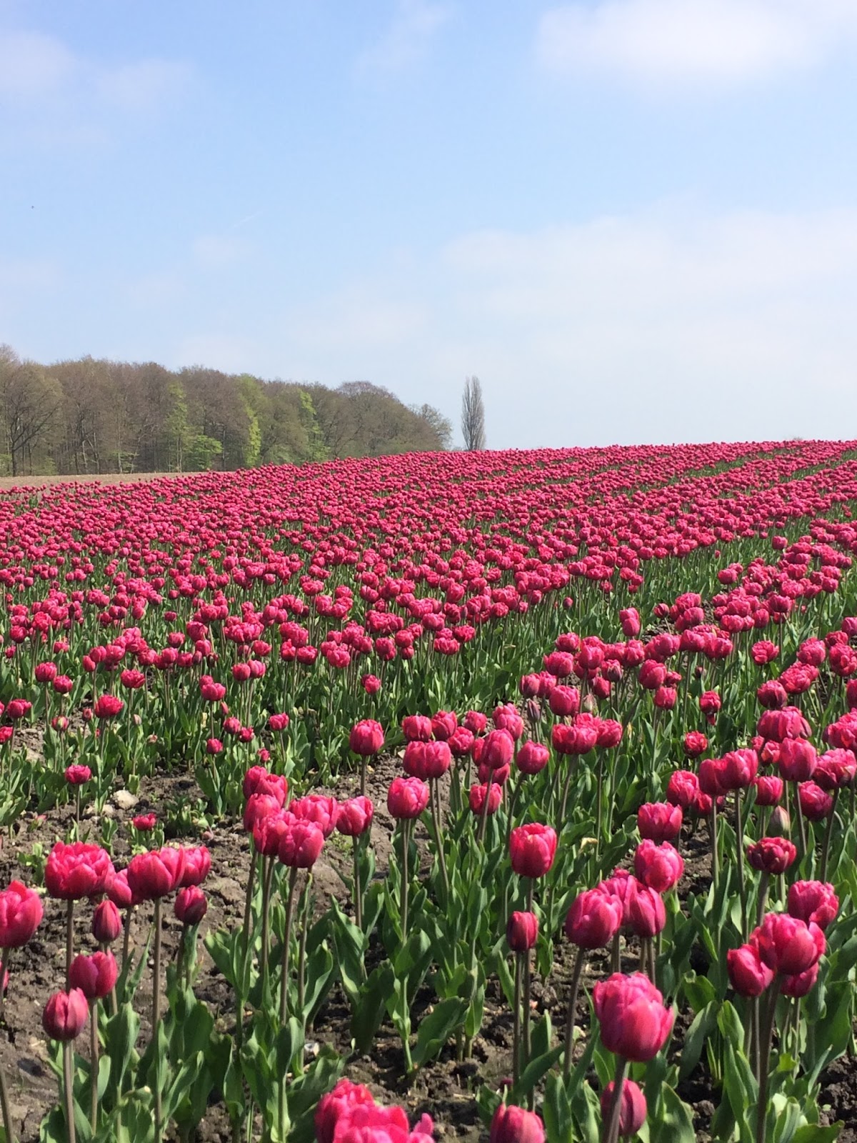 Family FECS: Blooming Tulip Fields in Denmark
