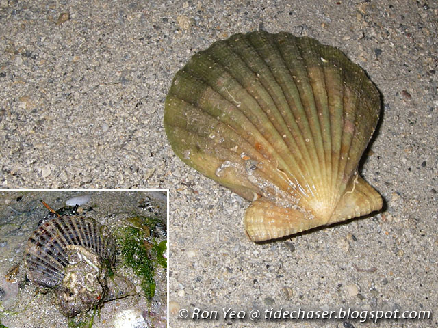 tHE tiDE cHAsER: Bivalves (Phyllum Mollusca: Class Bivalvia) of Singapore