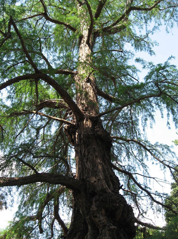 Trees Planet: Taxodium mucronatum – Montezuma Bald Cypress