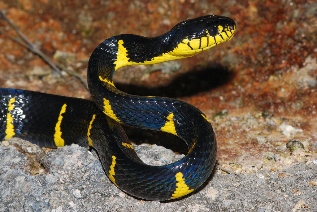 Nama dan macam macam jenis ular : Macam macam nama dan jenis Ular